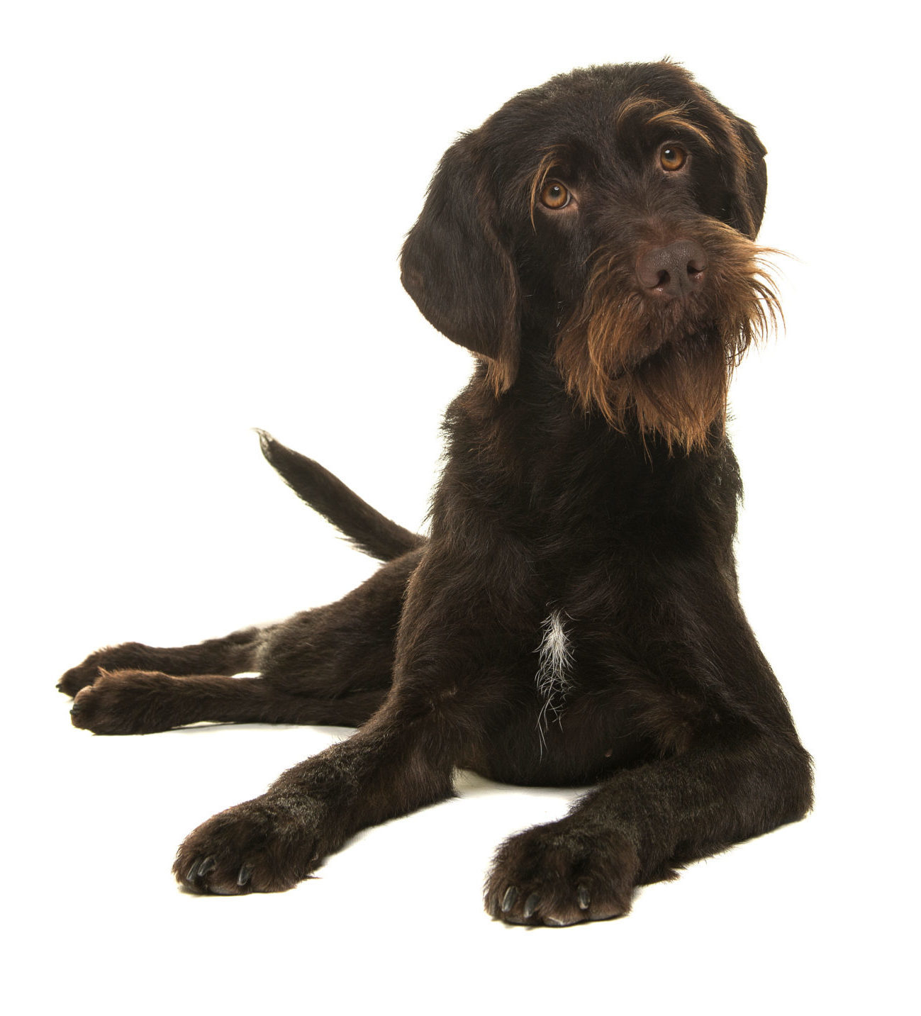 Club barbus tchèques – Le site officiel du Club des Barbus Tchèques